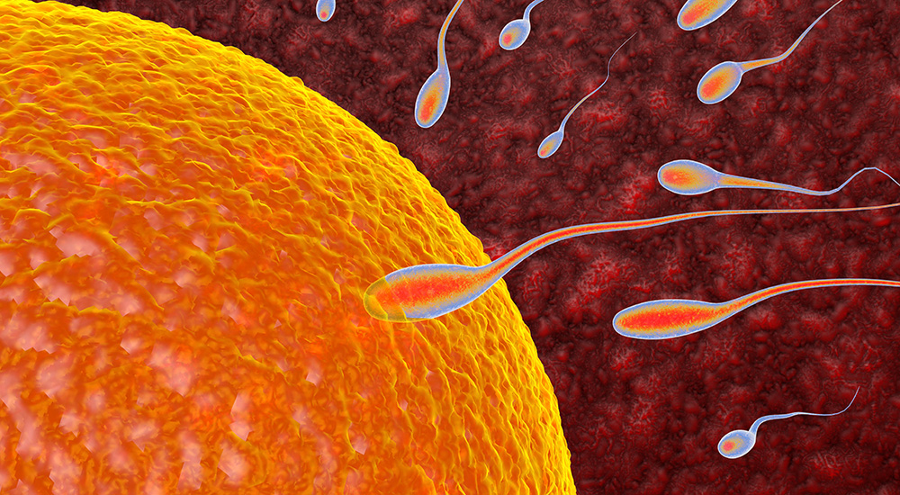 Follicle stimulating hormone (FSH) | Pathology Tests Explained