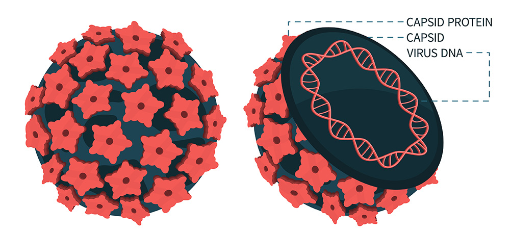 The Pathology Test - Human papillomavirus