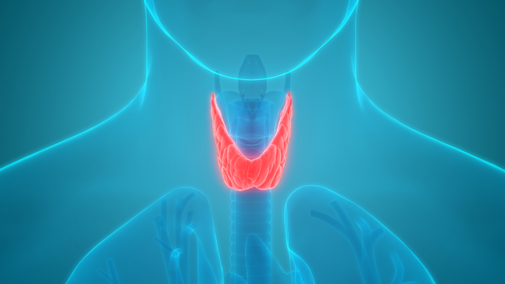 Thyroid stimulating hormone (TSH) | Pathology Tests Explained